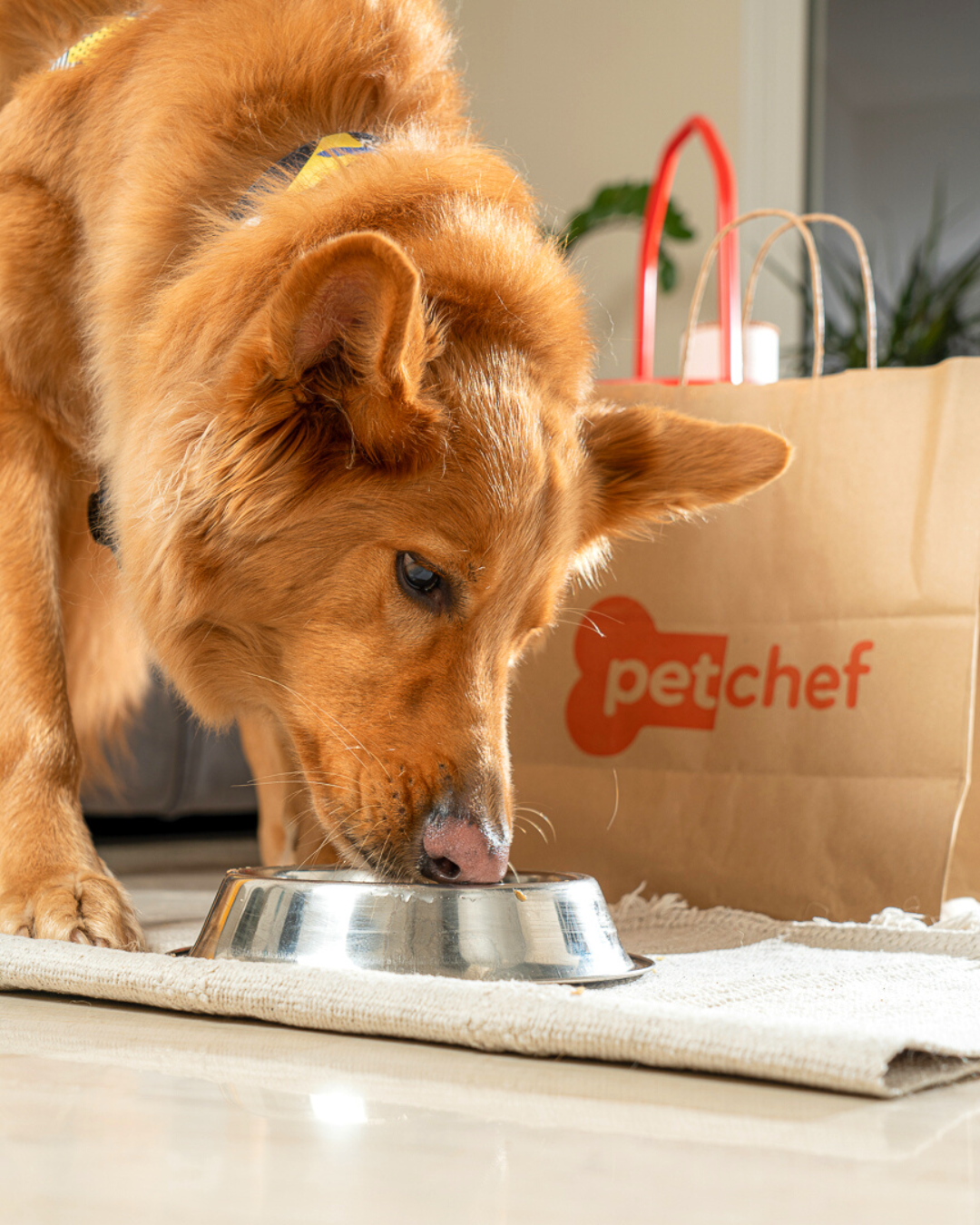 petchef | Freshly cooked pet food